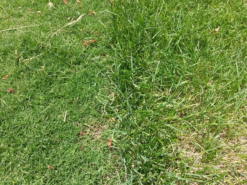 Denison Park – Improvements & Bermuda Grass Pilot | Em Dub Design ...